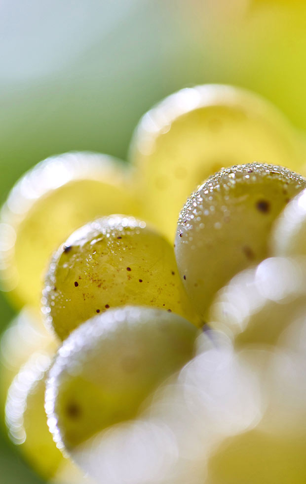 Cuvée Melon B. - MELON DE BOURGOGNE - Locus Muscadet